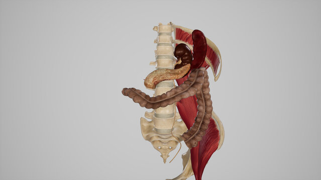 "Sigmoid Flexure" Billeder – Gennemse 499 stockfotos, vektorer og ...