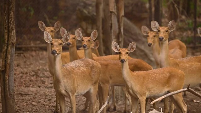 Barasingha Images – Browse 657 Stock Photos, Vectors, and Video | Adobe ...