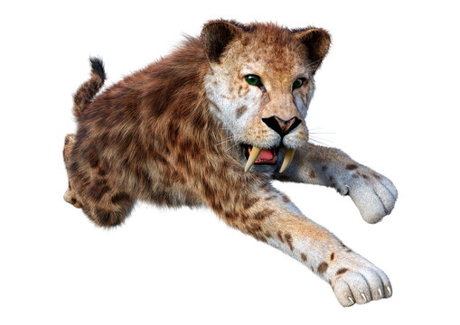 Real Saber Tooth Cat