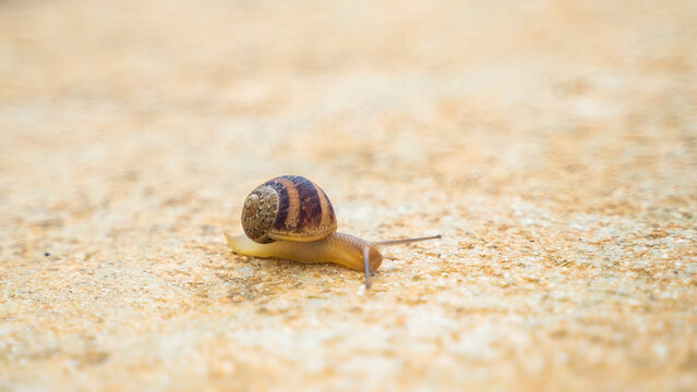 รูปภาพKoncha – เลือกดูภาพถ่ายสต็อก เวกเตอร์ และวิดีโอ168 | Adobe Stock