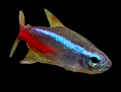 Neonfische Bilder – Durchsuchen 20,688 Archivfotos, Vektorgrafiken und ...