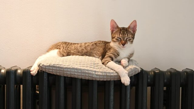 Cat Radiator Images – Browse 2,377 Stock Photos, Vectors, and Video ...