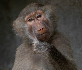 20+ Free Monkey Wallpaper & Pictures - Pikwizard
