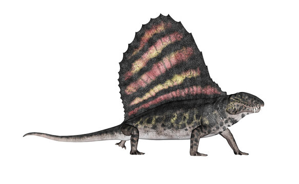 Dimetrodon