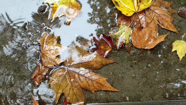 "Rain Mood" Images – Browse 49 Stock Photos, Vectors, and Video | Adobe ...