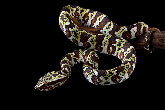 รูปภาพEndemics – เลือกดูภาพถ่ายสต็อก เวกเตอร์ และวิดีโอ129,402 | Adobe ...