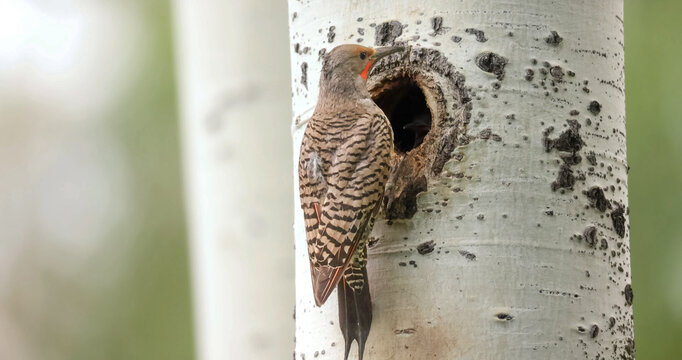 Flickertail Bilder – Durchsuchen 267 Archivfotos, Vektorgrafiken und ...
