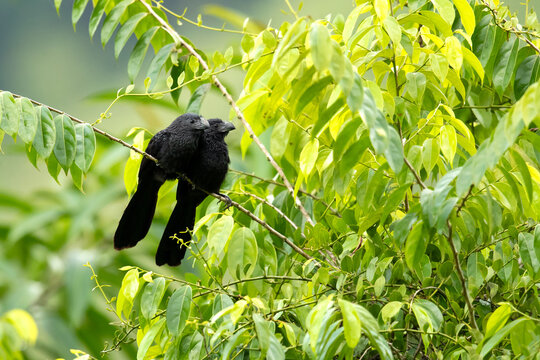 Imágenes de Matacaballos: descubre bancos de fotos, ilustraciones ...