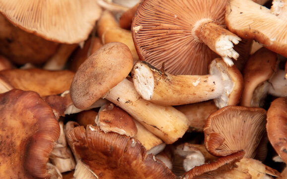 Braunkappe Bilder – Durchsuchen 242,285 Archivfotos, Vektorgrafiken und ...