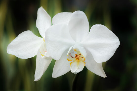 "Phalaenopsis Amabilis" Images – Browse 2,294 Stock Photos, Vectors ...