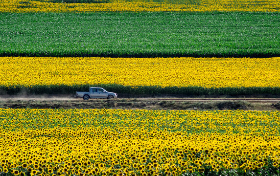 Rapssaat Bilder – Durchsuchen 50,670 Archivfotos, Vektorgrafiken und ...