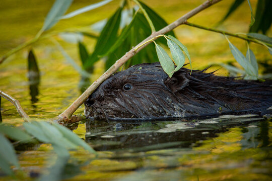 Bober Images – Browse 58 Stock Photos, Vectors, and Video | Adobe Stock