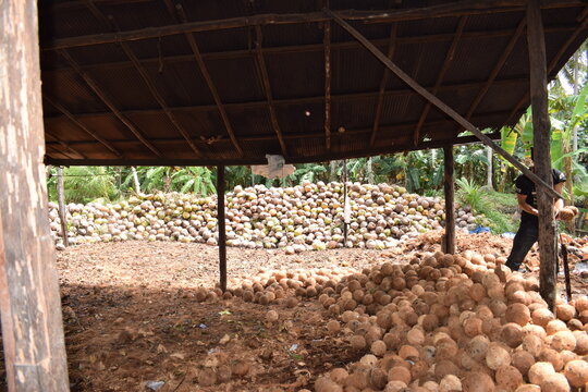 Copra bilder – Bläddra bland 7,227 stockfoton, vektorer och videor ...