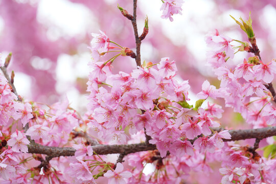 Kawazu-Zakura Bilder – Durchsuchen 533 Archivfotos, Vektorgrafiken und ...