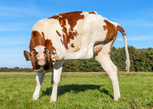 Cow Standing On Hind Legs
