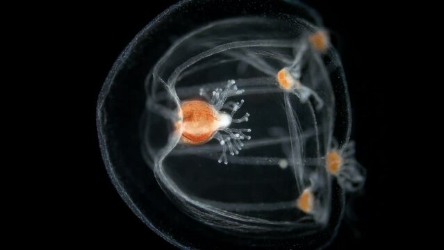 รูปภาพHydromedusa – เลือกดูภาพถ่ายสต็อก เวกเตอร์ และวิดีโอ127 | Adobe Stock