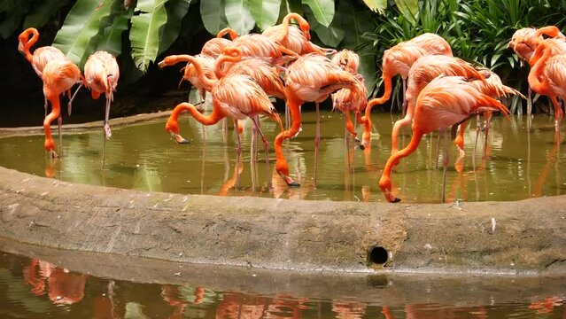 "Singapore Zoo" Images – Browse 1,404 Stock Photos, Vectors, and Video ...