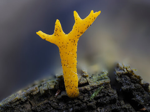 รูปภาพDestruenten – เลือกดูภาพถ่ายสต็อก เวกเตอร์ และวิดีโอ861 | Adobe Stock