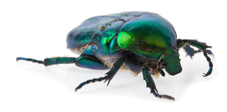 รูปภาพScarabeus – เลือกดูภาพถ่ายสต็อก เวกเตอร์ และวิดีโอ25,343 | Adobe ...