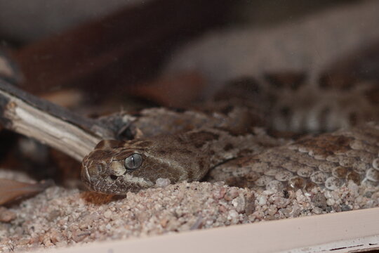 "Viper Head" Images – Browse 38 Stock Photos, Vectors, and Video ...