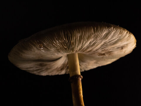 Imene Immagini - Sfoglia 903 foto, vettoriali e video Stock | Adobe Stock