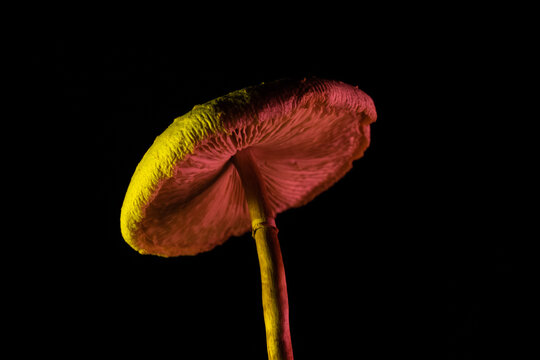 Imene Immagini - Sfoglia 903 foto, vettoriali e video Stock | Adobe Stock