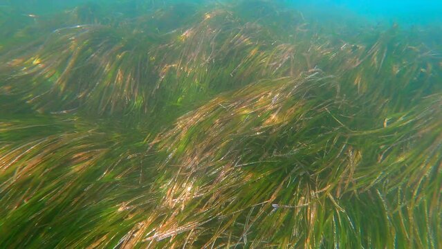 Undercurrent Bilder – Durchsuchen 457 Archivfotos, Vektorgrafiken und Videos | Adobe Stock