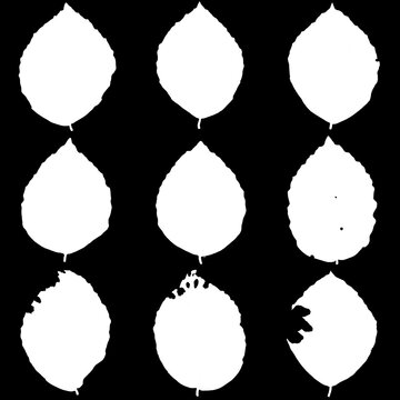 "Mask Texture" Images – Browse 30 Stock Photos, Vectors, and Video ...