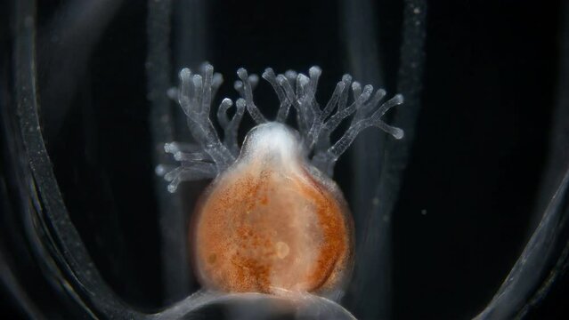 รูปภาพBougainvillia – เลือกดูภาพถ่ายสต็อก เวกเตอร์ และวิดีโอ666 | Adobe ...