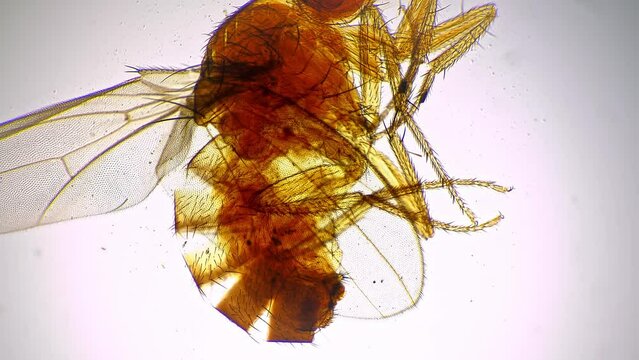 Fruitfly Images – Browse 340 Stock Photos, Vectors, and Video | Adobe Stock
