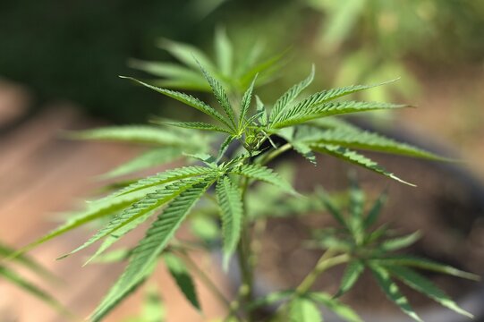 Cannabaceae Bilder – Durchsuchen 2,676 Archivfotos, Vektorgrafiken und ...
