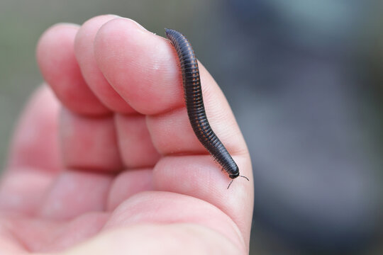 Miriapod Imagens – Procure 2,692 fotos, vetores e vídeos | Adobe Stock