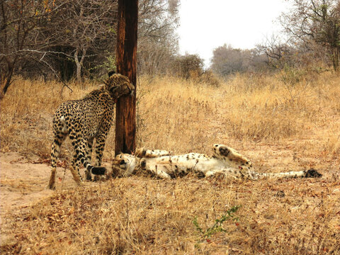 รูปภาพChita – เลือกดูภาพถ่ายสต็อก เวกเตอร์ และวิดีโอ3,413 | Adobe Stock