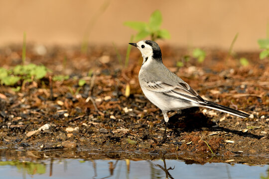 「Granivore」の画像 - 2,274 件の Stock 写真、ベクターおよびビデオ | Adobe Stock
