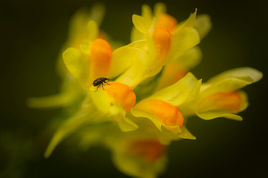 Flaxweed bilder – Bläddra bland 18 stockfoton, vektorer och videor ...