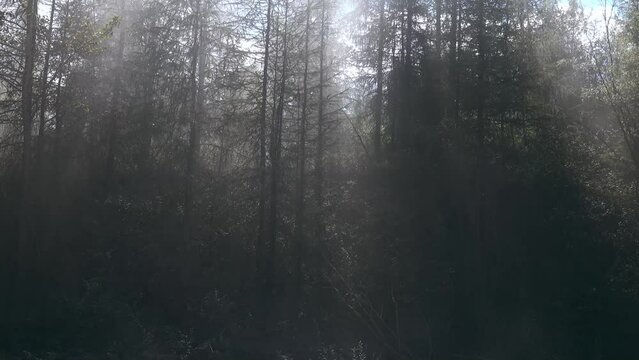 "Siberian Taiga" Imagens – Procure 1,373 fotos, vetores e vídeos ...