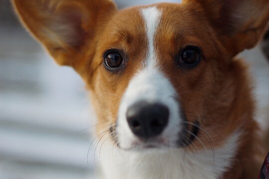 รูปภาพCorgies – เลือกดูภาพถ่ายสต็อก เวกเตอร์ และวิดีโอ75,344 | Adobe Stock