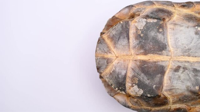 Carapax Imagens – Procure 365 fotos, vetores e vídeos | Adobe Stock