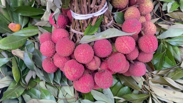 รูปภาพLitchies – เลือกดูภาพถ่ายสต็อก เวกเตอร์ และวิดีโอ90 | Adobe Stock