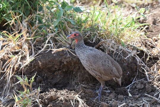 รูปภาพChikwari – เลือกดูภาพถ่ายสต็อก เวกเตอร์ และวิดีโอ309 | Adobe Stock