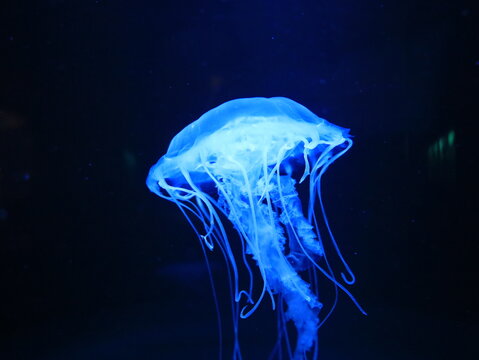 รูปภาพMedusozoa – เลือกดูภาพถ่ายสต็อก เวกเตอร์ และวิดีโอ132,319 | Adobe ...