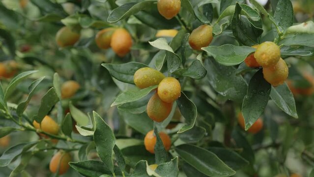 「Kinkan」の写真素材 | 2,420件の無料イラスト画像 | Adobe Stock