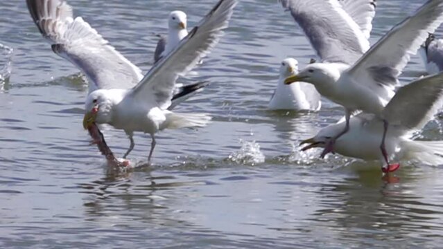 "Heuglin's Gull" Images – Browse 405 Stock Photos, Vectors, and Video ...