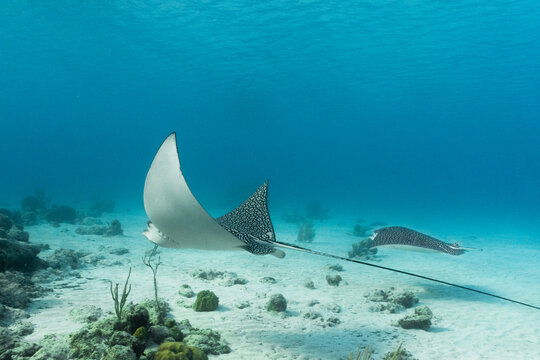 "Eagle Rays" Images – Browse 3,391 Stock Photos, Vectors, and Video ...