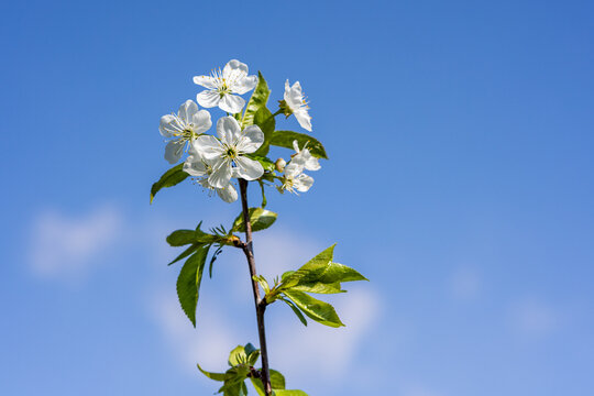 รูปภาพKirsch – เลือกดูภาพถ่ายสต็อก เวกเตอร์ และวิดีโอ15,871 | Adobe Stock