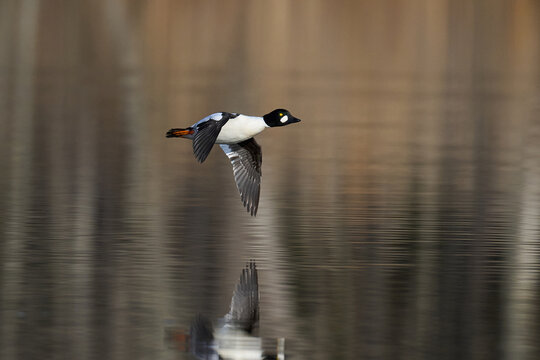 Goldeneye Images – Browse 3,192 Stock Photos, Vectors, and Video ...