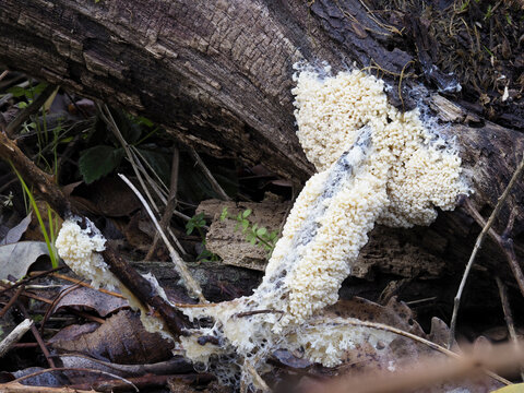 "Syn Bilder – Durchsuchen 4,334 Archivfotos, Vektorgrafiken und Videos ...