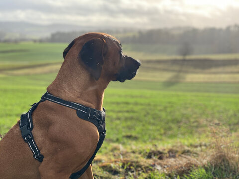 Imágenes de Richback: descubre bancos de fotos, ilustraciones, vectores ...