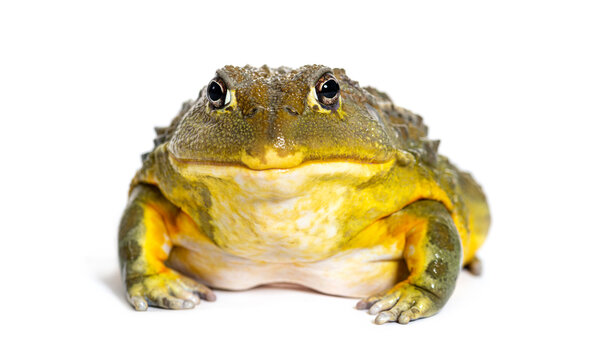 Baby African Bullfrog