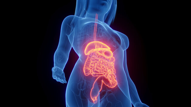 Mastdarm Bilder – Durchsuchen 18,819 Archivfotos, Vektorgrafiken und ...